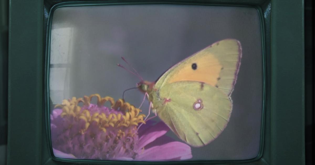Festival du nouveau cinéma | Le Papillon